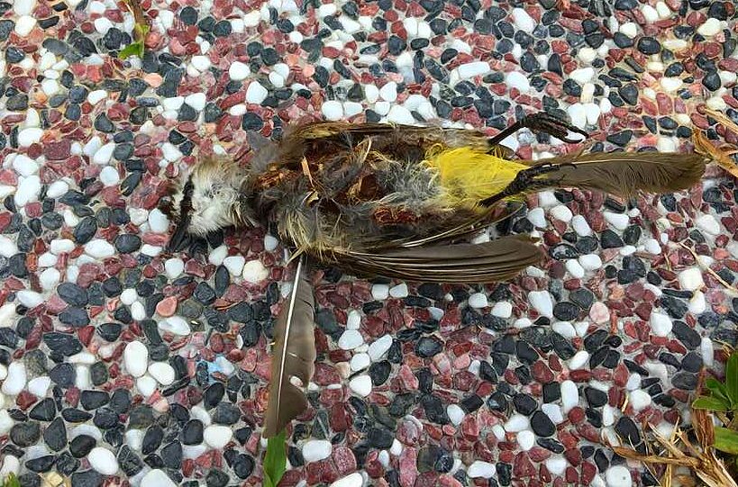 Birds and Nature Photography @ Raub: Jangka Hayat Burung - Life ...