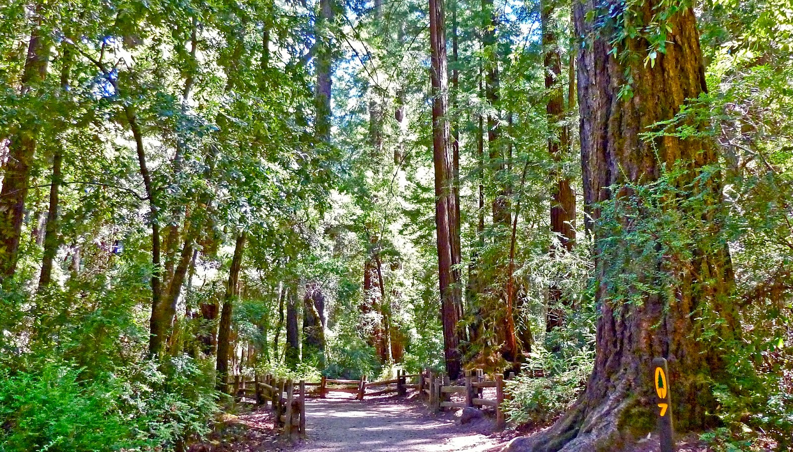 Adventures From A Wheelchair: Big Basin Redwoods State Park