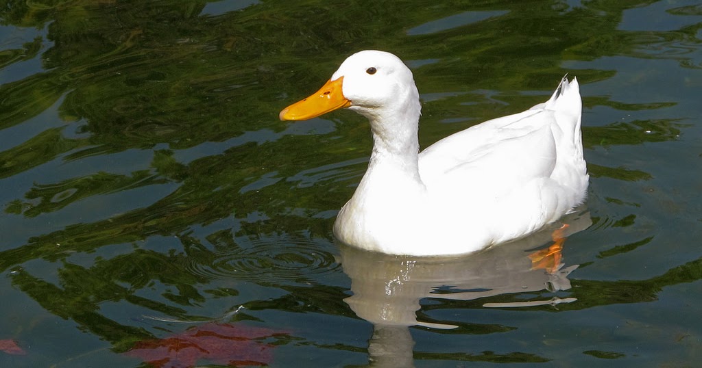 Gambar Paruh Burung Pelikan - Gambar Burung