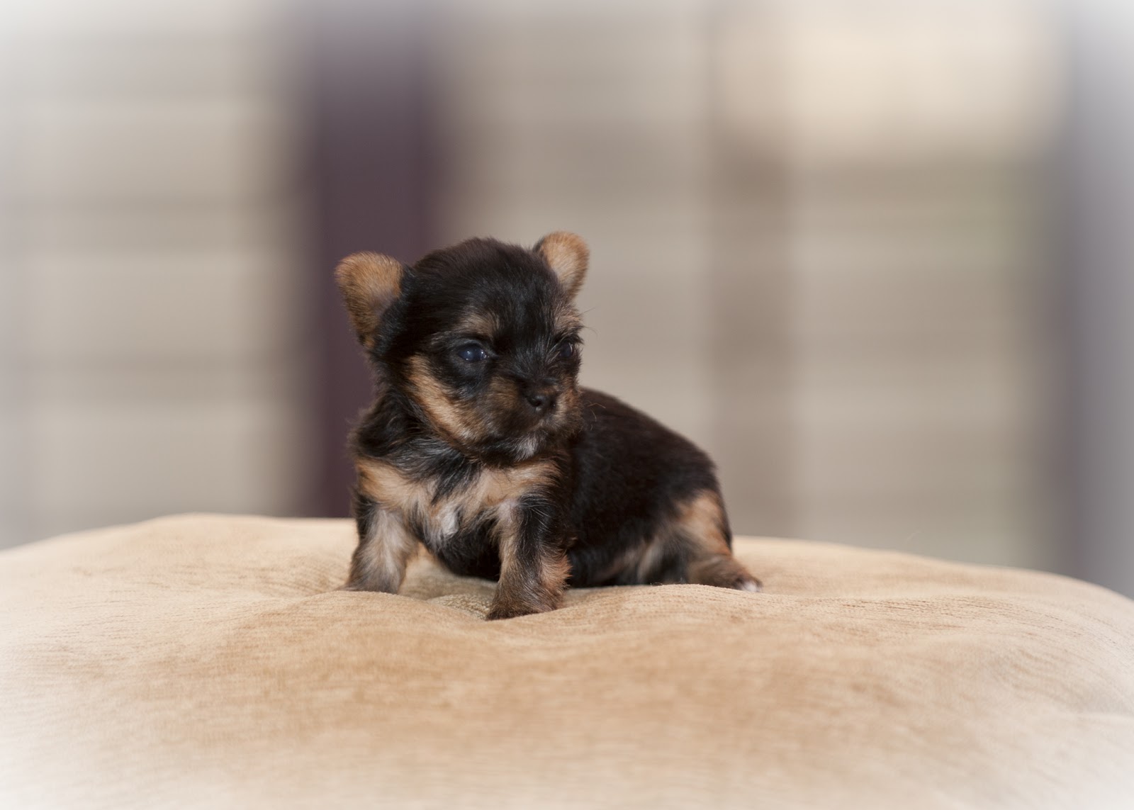 Arizona Teacup Yorkies: Yorkies: 4 Weeks Old