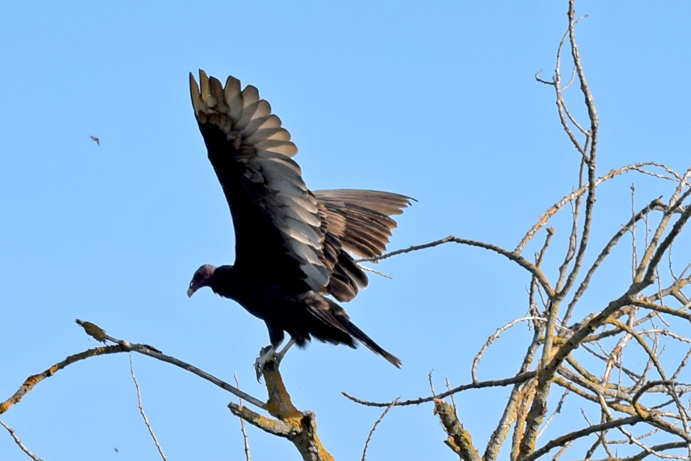 Adventures through Photography: It's a Bird! It's a Plane! Or Is It ...