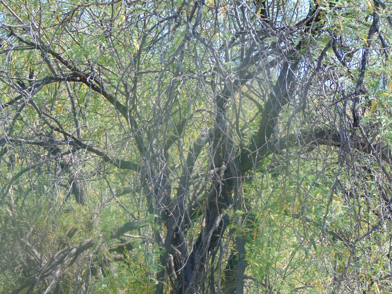 Scenic Phoenix: Dreamy Draw Park - North Central Phoenix