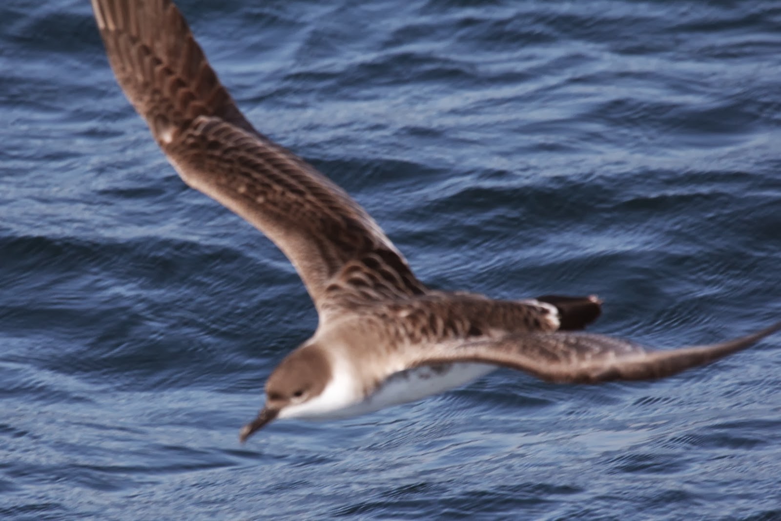 New England Coastal Birds: Part 2 continues......Rhode Island "Finally ...