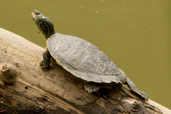 The Ohio Nature Blog: Northern Map Turtle, Graptemys geographica