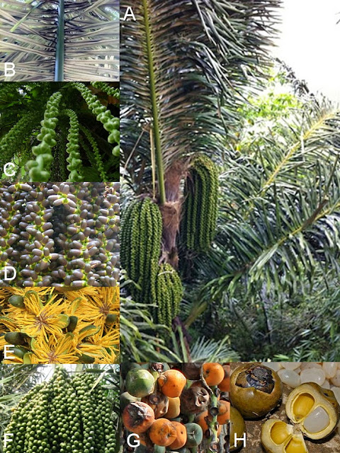 Tumbuhan Bali: Jaka/Enau