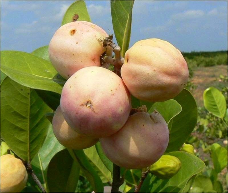 Gastronomochicas: Frutas de aquí