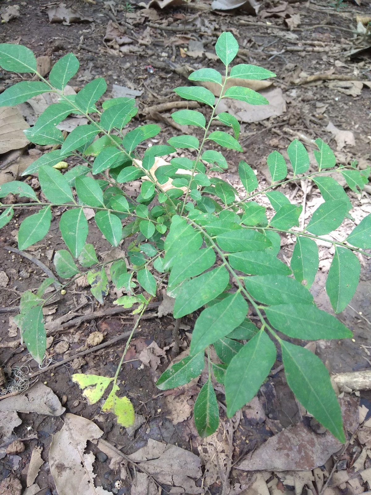 Ciri-ciri Tanaman Salam Koja (Murraya Koenigii) - DEN SHOIM