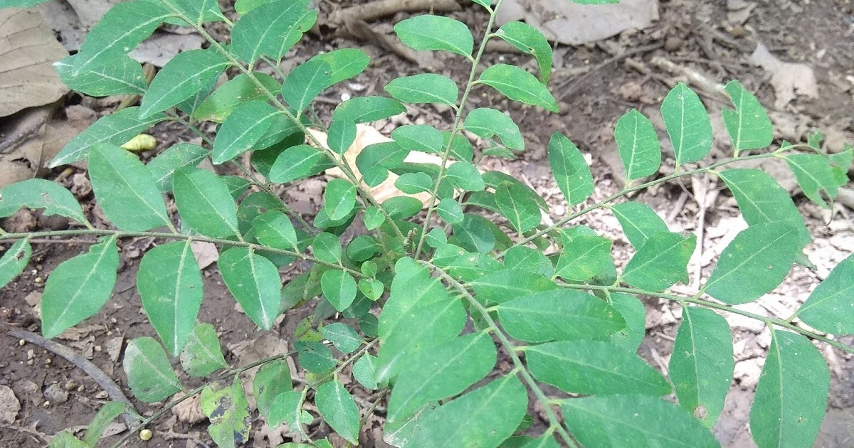 Ciri-ciri Tanaman Salam Koja (Murraya Koenigii) - DEN SHOIM