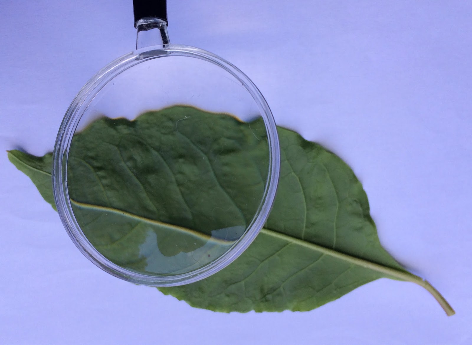 The Helpful Art Teacher: Drawing magnified leaves: Finding the details