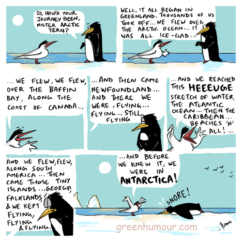 Green Humour: The Arctic Tern's migratory route