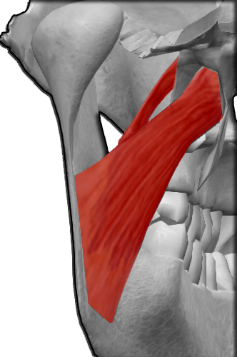 musculo pterigoideo medial