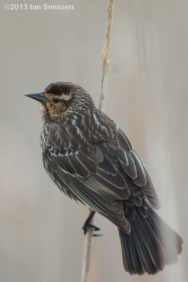 A passion for birds...: Early Spring in Ontario Canada: Point Pelee ...