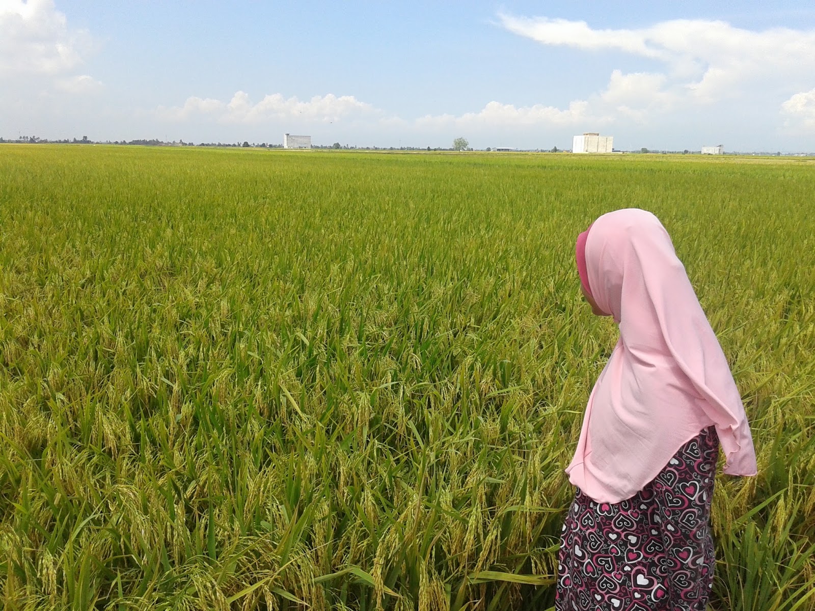 wife to @ jalan rebung: 2H1M - Mempelam Raja & Sawah Padi