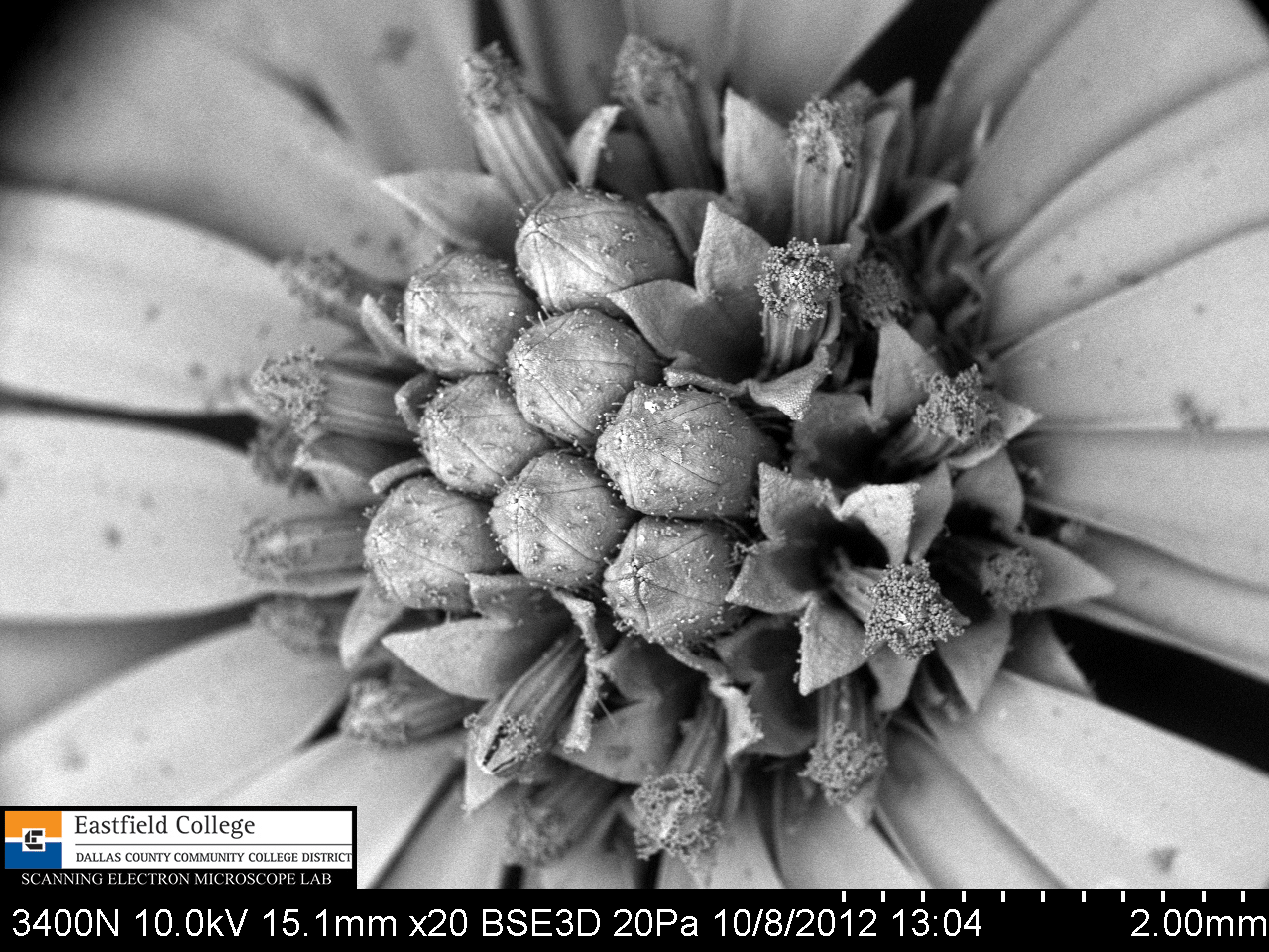 Scanning Electron Microscope Blog: My Favorite Harbinger of Fall
