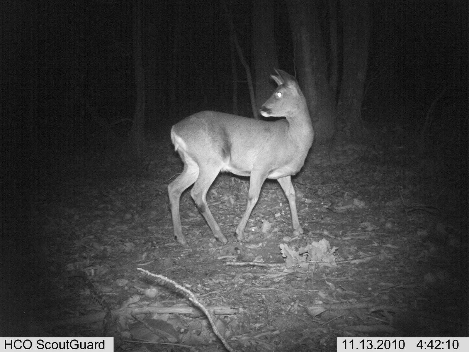 DEPARTAMENTO DE CIENCIAS: FOTOTRAMPEO ANIMALES NOCTURNOS