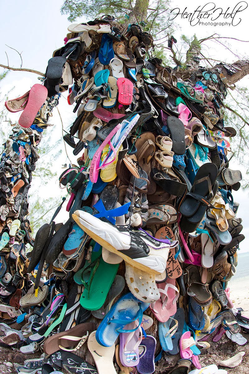 SILVER SANDS: Exploring Cayman: The Flip Flop Tree