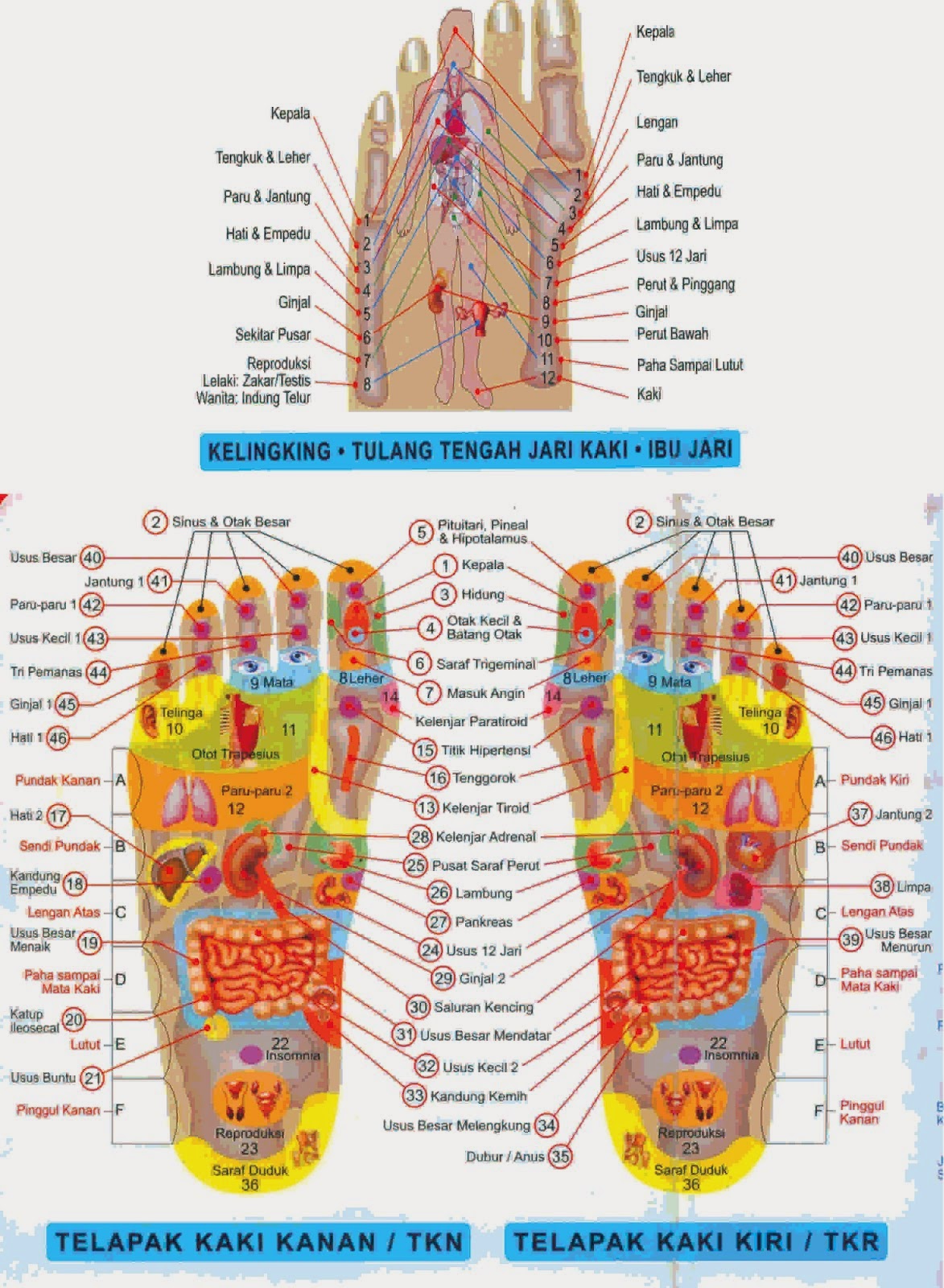 Pengobatan Al Fashdu (Totok Darah): Terapi Pijat Refleksi.