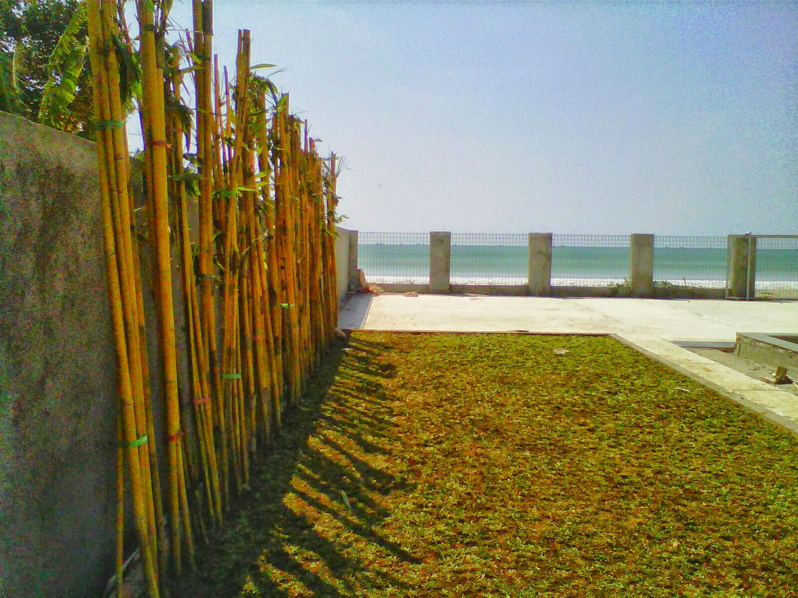 TUKANG TAMAN DADA FLORA (HP.081319989236/087870524683): TANAMAN PAGAR ...