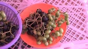 BORNEO FRUITS AND FOOD: Buah Lakum-Sarawak wild edible berry