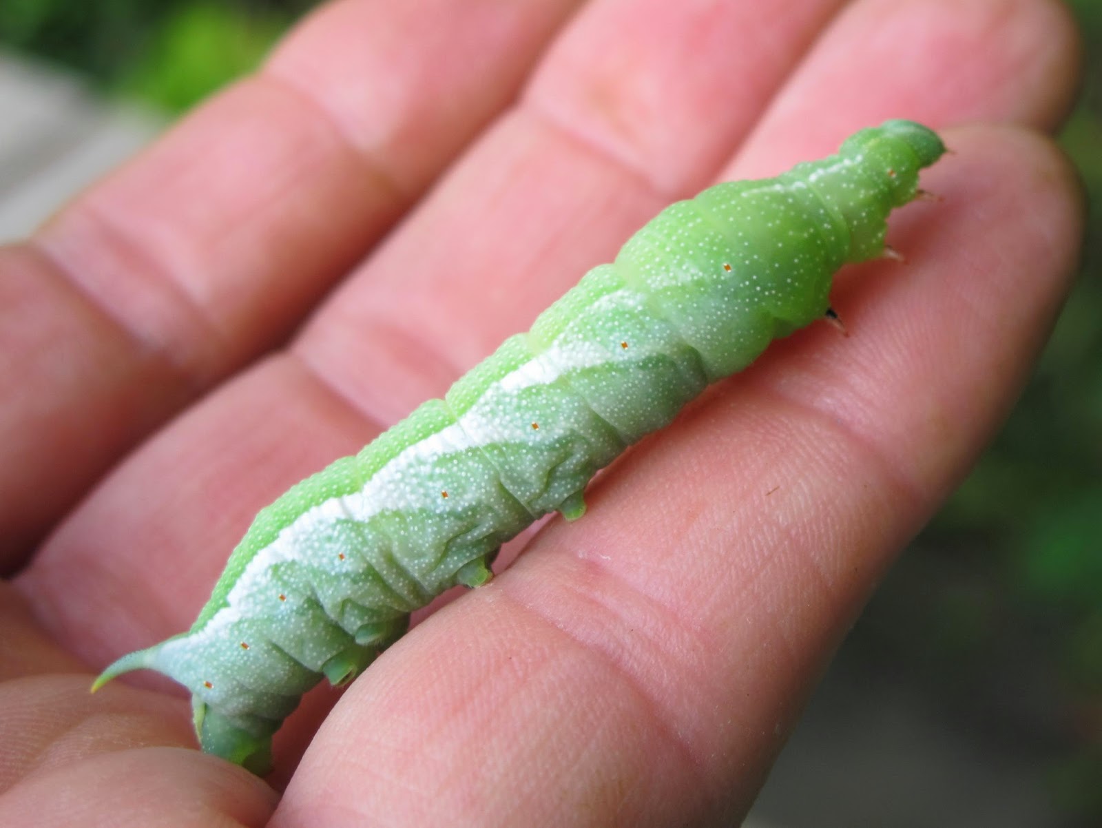 Blue Jay Barrens: Hornworms