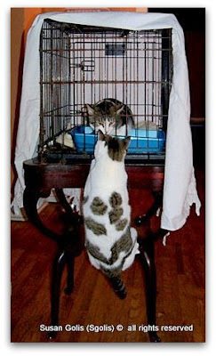 Cat Adoption Guide: Introducing New Cat to Existing Cat