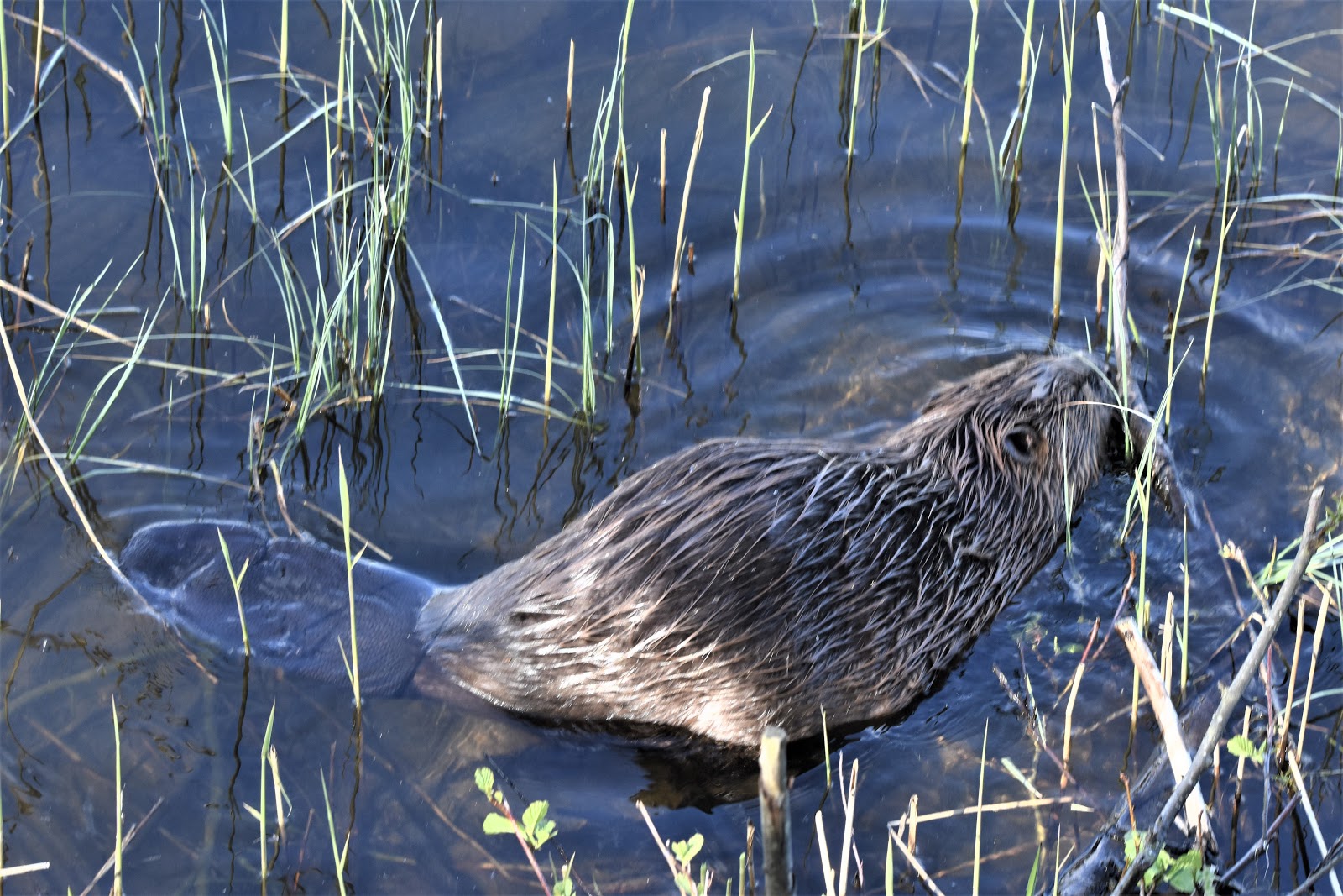 Andrew Robin photography.: Beaver. (Photographed in Scotland.)