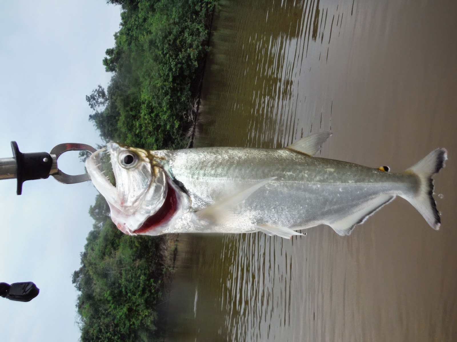 Fauna de Colombia - Wildlife Colombia: Payara o Pez Vampiro ...