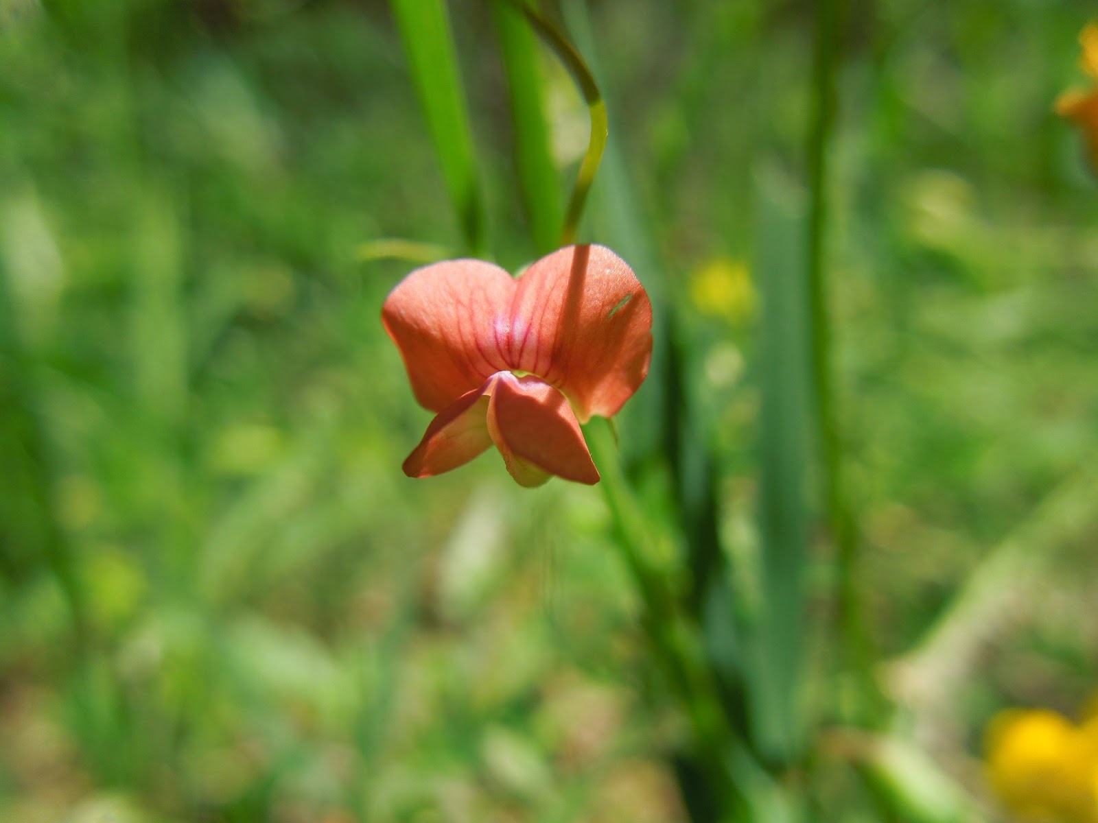 CHICHARO AMARILLO - BOTÀNIC SERRAT