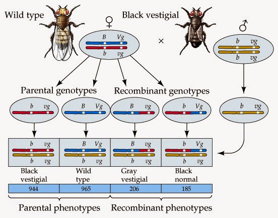 Biologi : Genetika ( End ) | Mix Knowledges Blogs