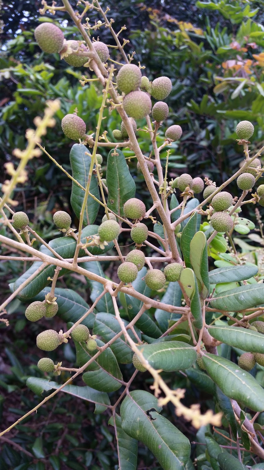 Warisan Petani: Longan Ping Pong 2