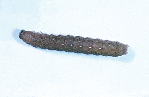 Cutworms in your gardens