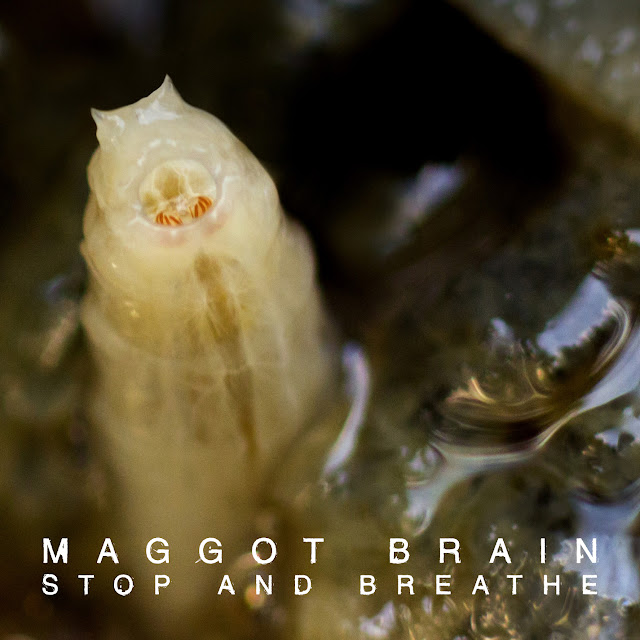 The Maggot Blog.