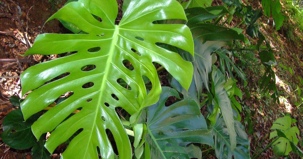 Pokloni mi cvet: Monstera deliciosa
