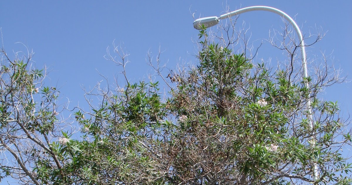NMSU Plant Clinic: Summer Heat Brings on Symptoms of Bacterial Leaf ...