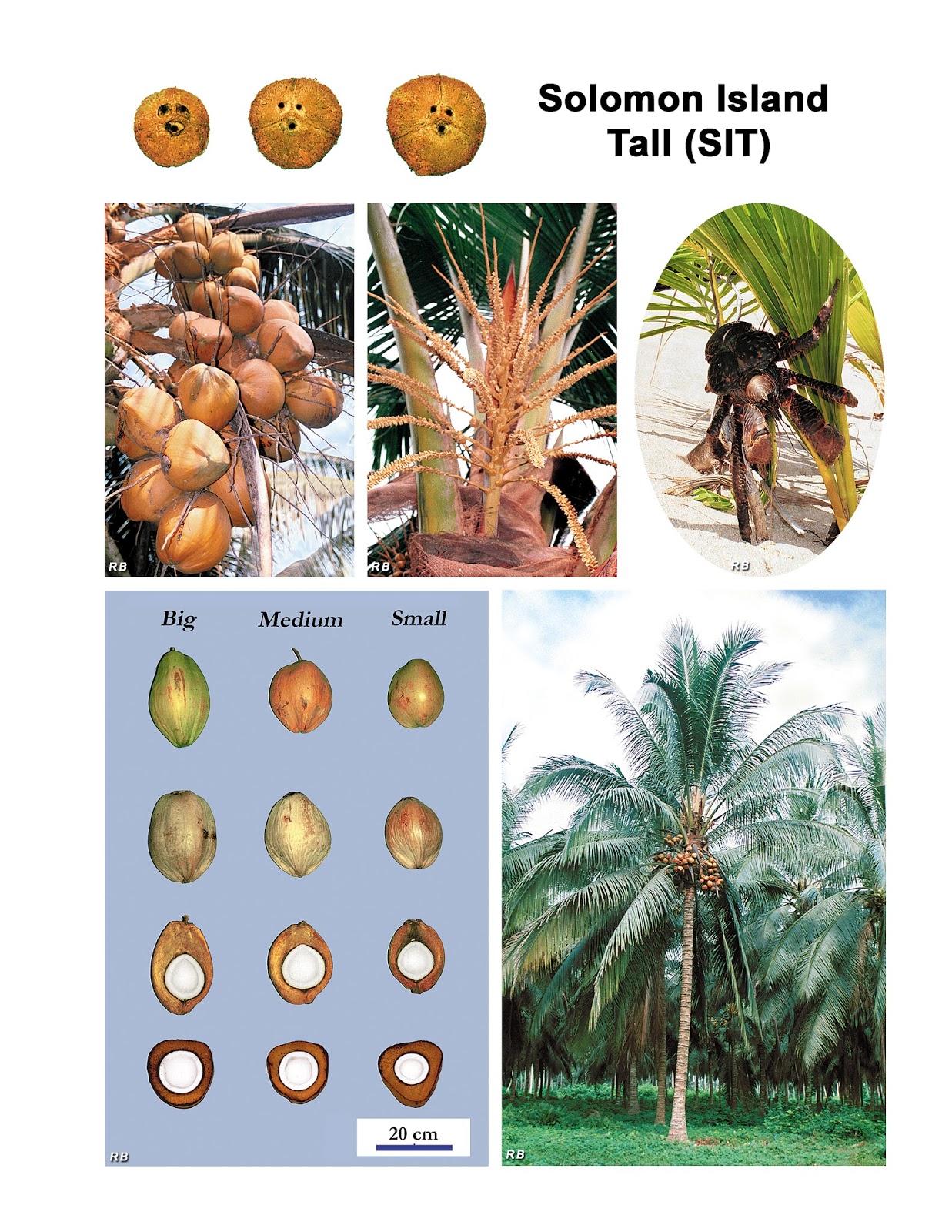 Coconut planting material for the Pacific region: Solomon Islands