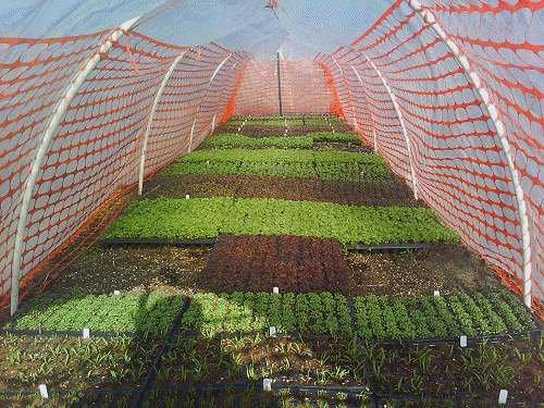 It's An Adventure: Low Tunnels, Winter Planting, and Season Extension