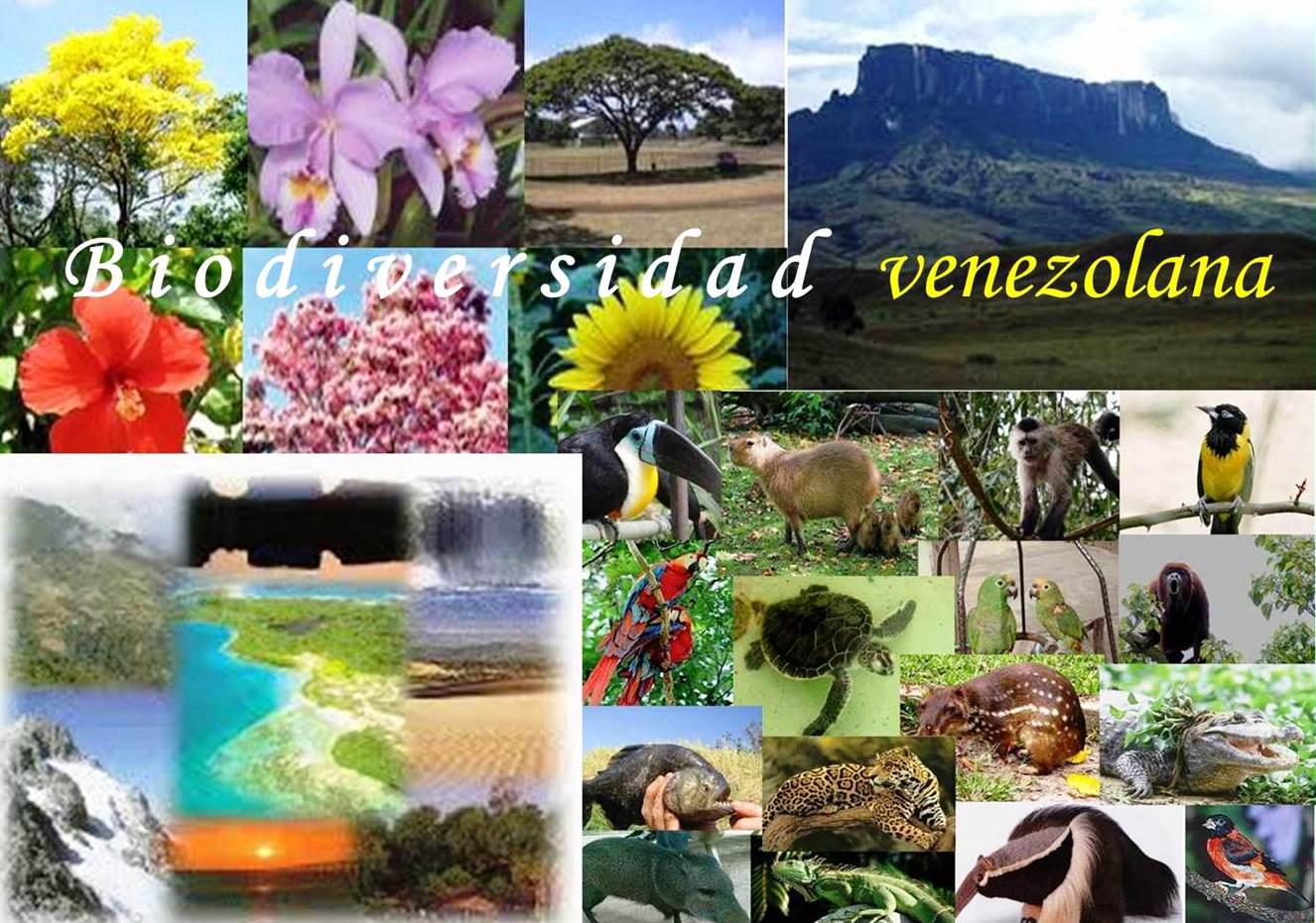 biodiversidad EN venezuela: VENEZUELA: Pais mega diverso