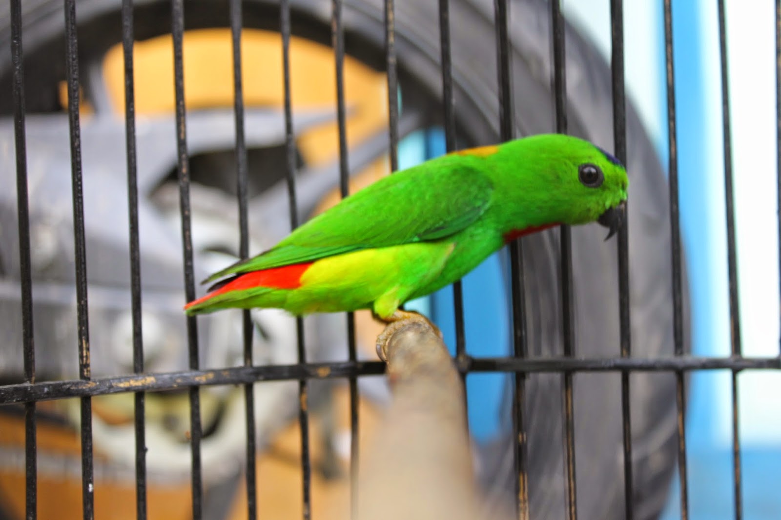 biak pesaguan: PERAWATAN BURUNG SERINDIT AGAR CEPAT GACOR