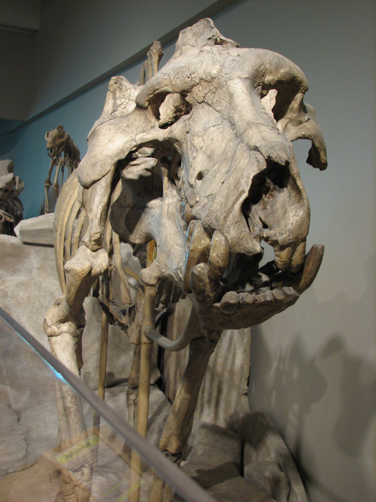 Lou Cadle Books: My favorite fossils: entelodont