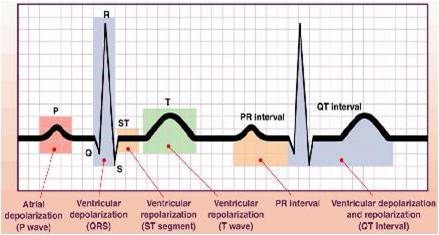 alan: EL ELECTROCARDIOGRAMA