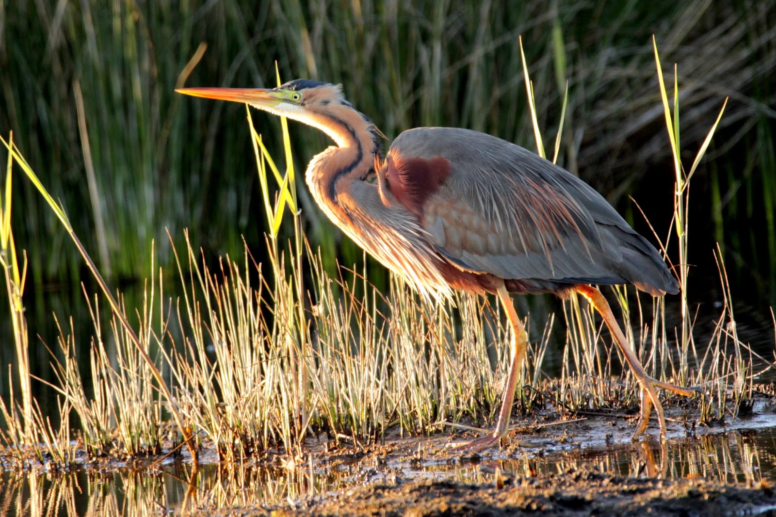 SCILLYSPIDER: Purple Heron at Lower Moors