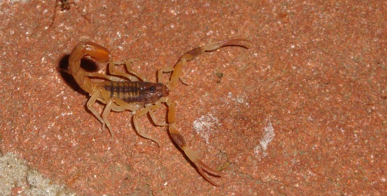 Alacranes Peligrosos en Buenos Aires - Fumigaciones PROPARK