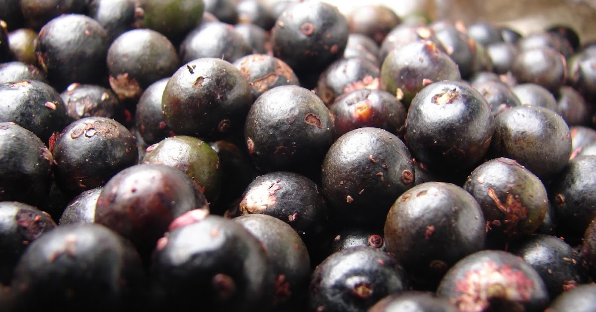 apetitus servicios gastronomicos: El Asaí. El fruto del bienestar.