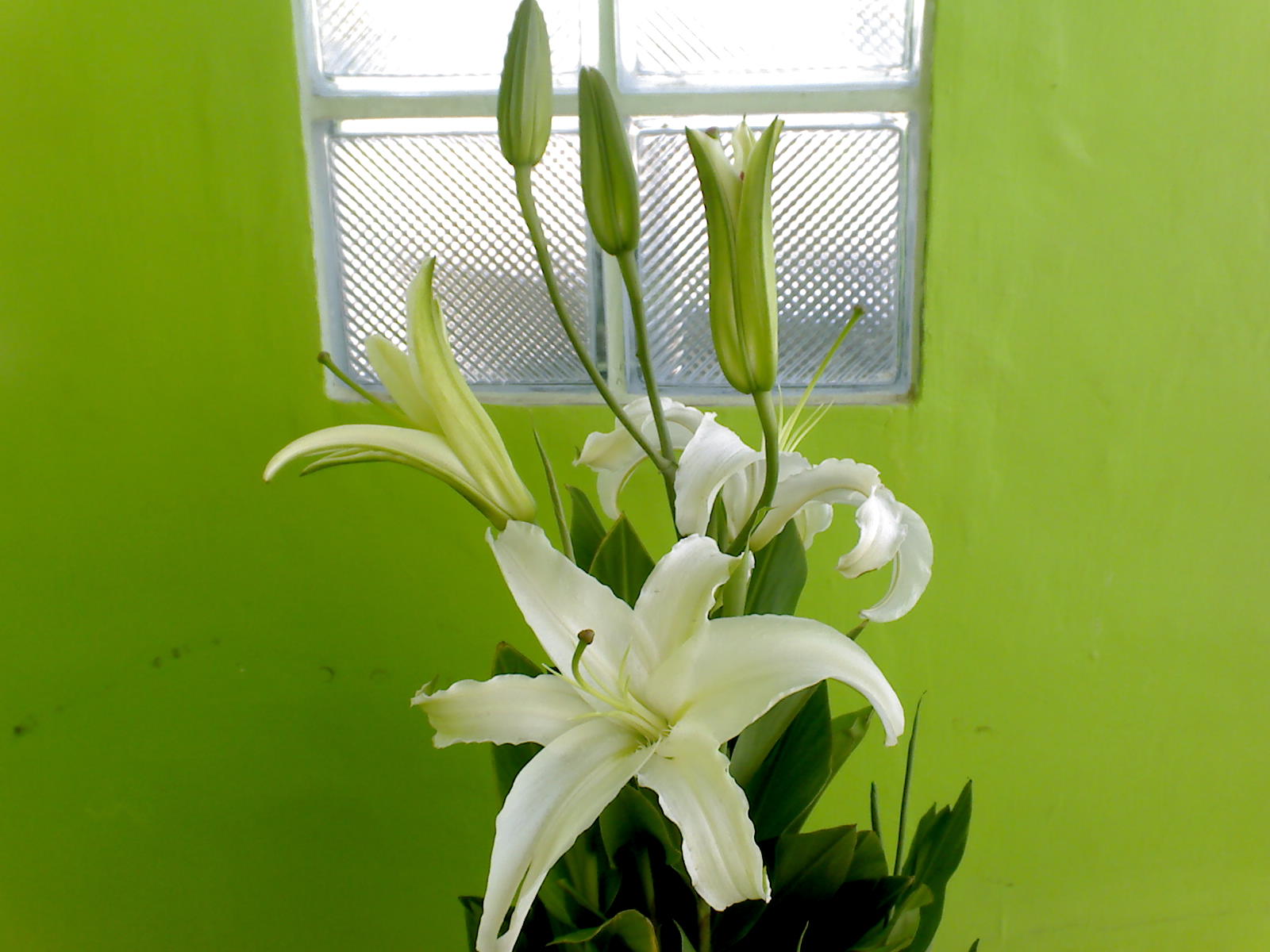 FLOWERS IN THE PHILIPPINES: Stargazer Lily - White