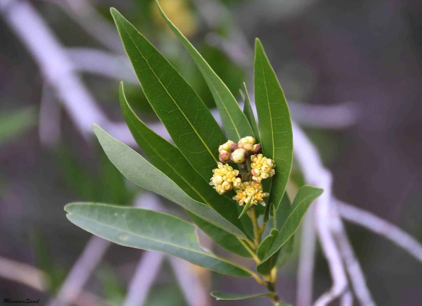 Mamma Quail Hiking California : The Awakening Spring and the Waterfalls ...