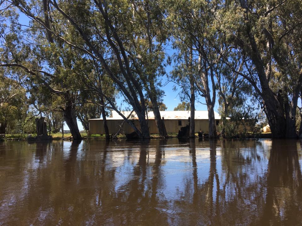 Murray River Kayak.: Murray river Paddle 2016 Day 18 Barham - Benjaroop