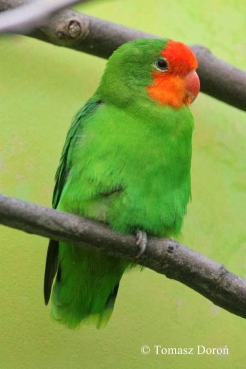 Tierra de papagayos, loros, cacatuas, pericos, cotorras y guacamayos ...