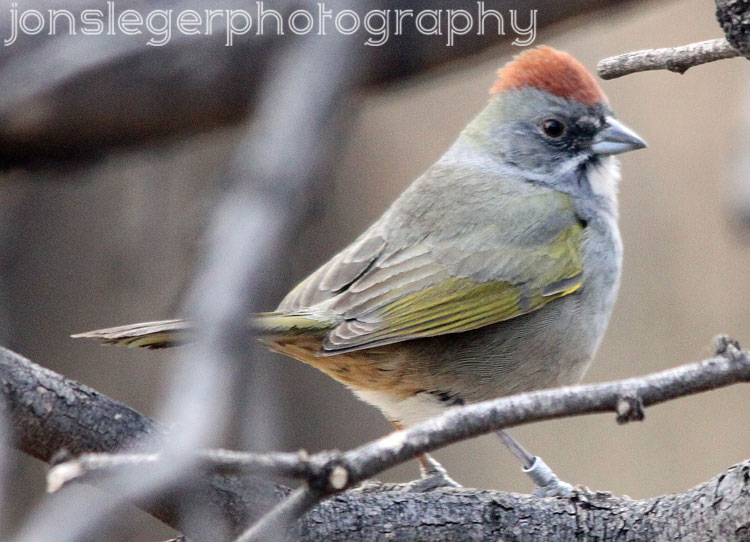 Northern Illinois Birder: Green-tailed Towhees and Spotted Towhee at ...