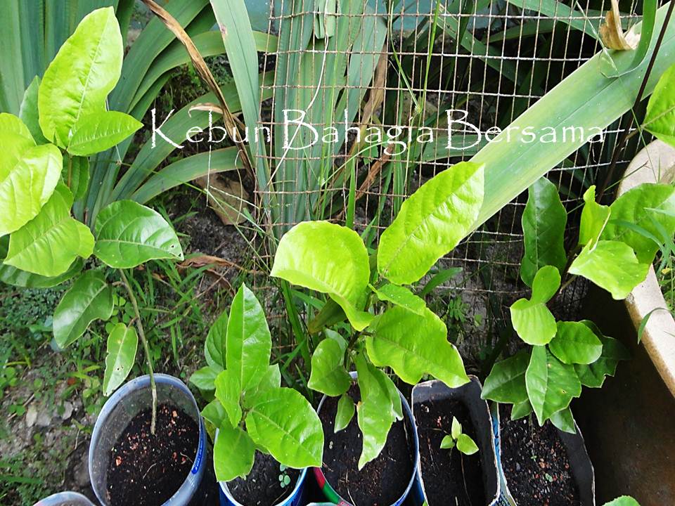 Kebun Bahagia Bersama: Anak Pokok Markisa