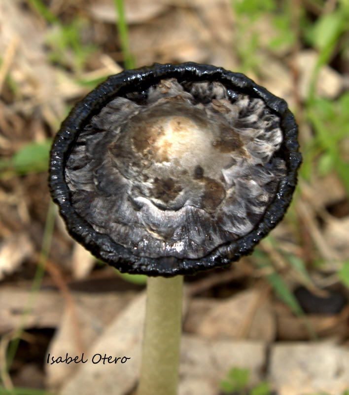 Miradas a través de un visor.: "El otoño siempre nos regala setas". Mi ...